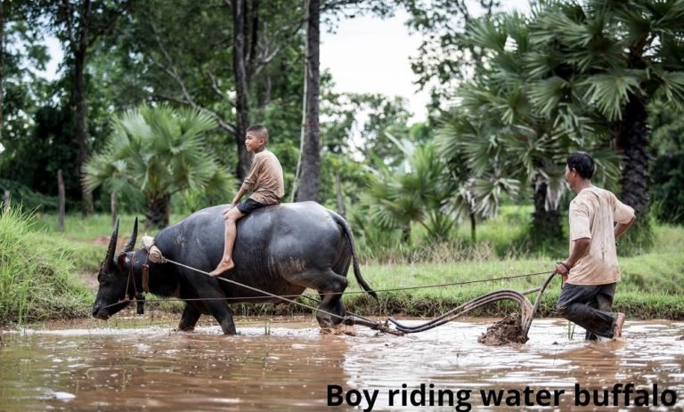 What Animals Can You Ride? 7 Examples with Pictures - Animal Quarters