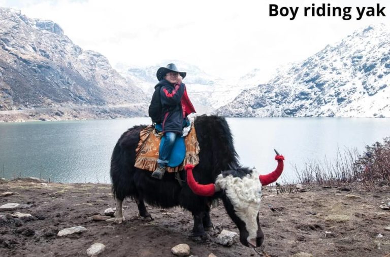 What Animals Can You Ride? 7 Examples with Pictures - Animal Quarters