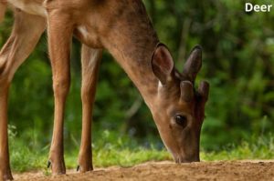 What Animals Eat Rice? 14 Rice Eating Animals! - Animal Quarters