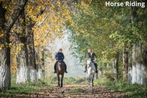 What Animals Can You Ride? 7 Examples with Pictures - Animal Quarters