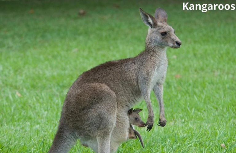 7 Interesting Animals That Have Hands! See Pictures - Animal Quarters