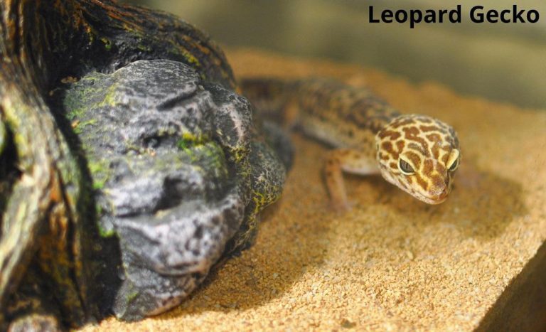 What Animals Can Live in a Terrarium? (7 Examples) - Animal Quarters