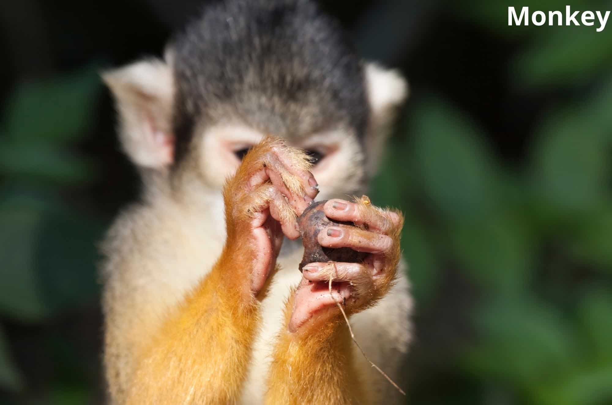 7 Interesting Animals That Have Hands! See Pictures - Animal Quarters