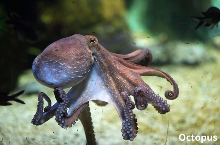 What Animals Have 8 Legs? 7 Examples - Animal Quarters