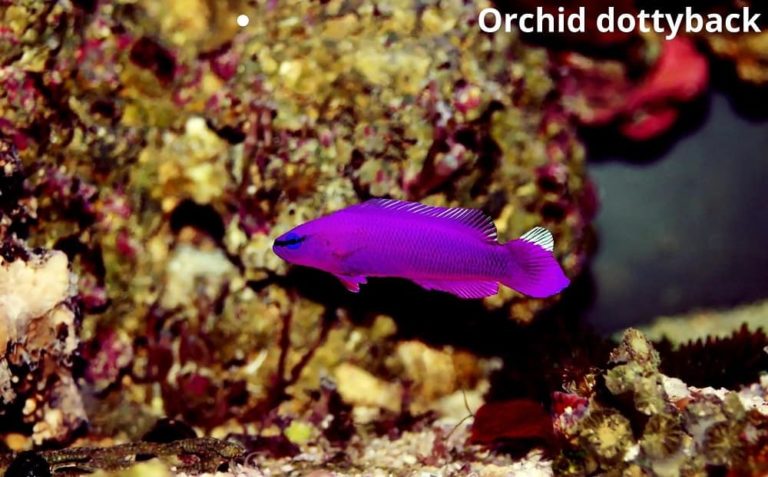 What Animals Are Purple? 9 Examples with Pictures - Animal Quarters