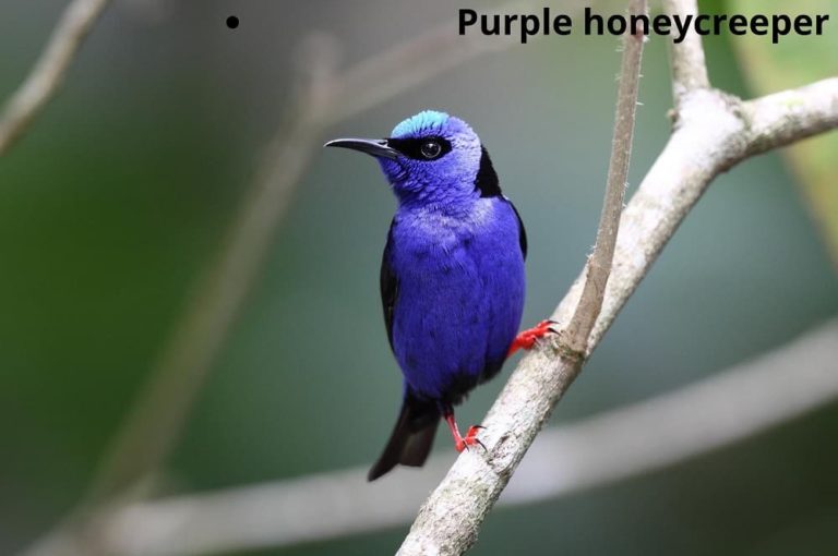 What Animals Are Purple? 9 Examples with Pictures - Animal Quarters