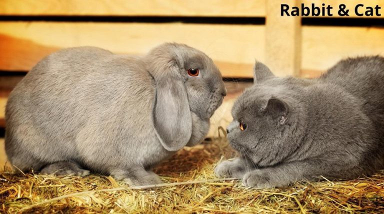 What Animals Get Along with Cats? (9 Examples + Pictures!) - Animal ...