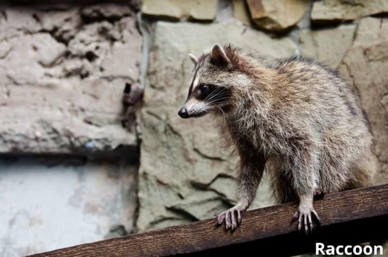 7 Interesting Animals That Have Hands! See Pictures - Animal Quarters