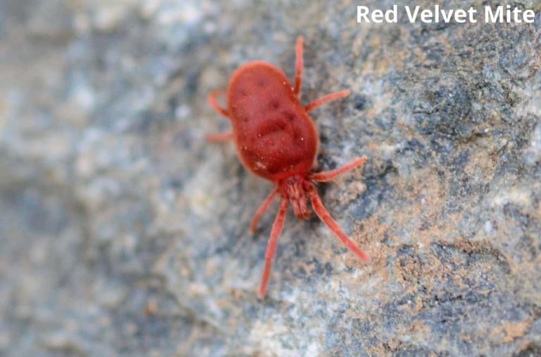 What Animals Have 8 Legs? 7 Examples - Animal Quarters