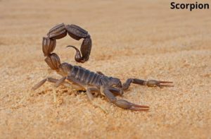 What Animals Have 8 Legs? 7 Examples - Animal Quarters