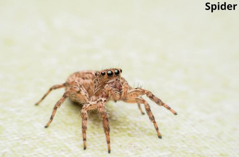 What Animals Have 8 Legs? 7 Examples - Animal Quarters