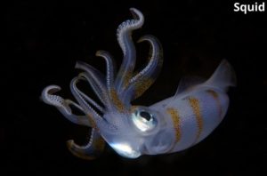 What Animals Have 8 Legs? 7 Examples - Animal Quarters