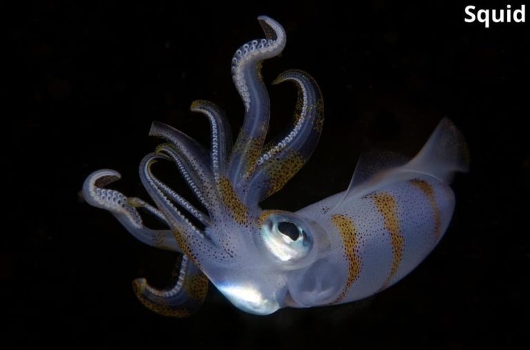 What Animals Have 8 Legs? 7 Examples - Animal Quarters