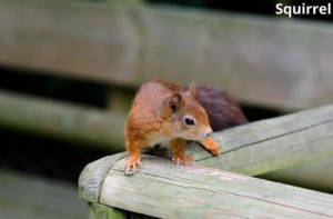 7 Interesting Animals That Have Hands! See Pictures - Animal Quarters