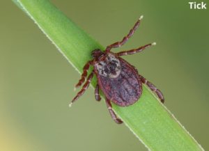 What Animals Have 8 Legs? 7 Examples - Animal Quarters