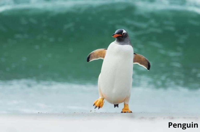 Do Penguins Waddle? (Quick Answer!) - Animal Quarters