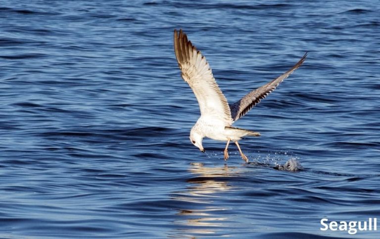 Can Seagulls Swim? Explained! - Animal Quarters