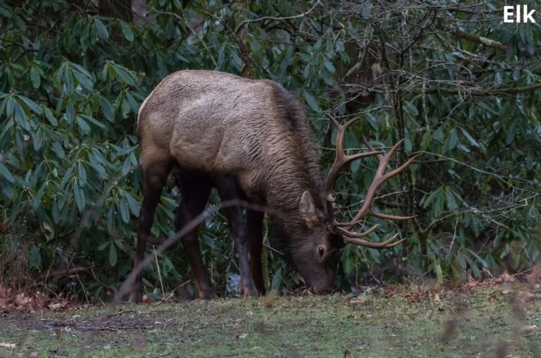 Do Elk Eat Apples? (Explained) - Animal Quarters