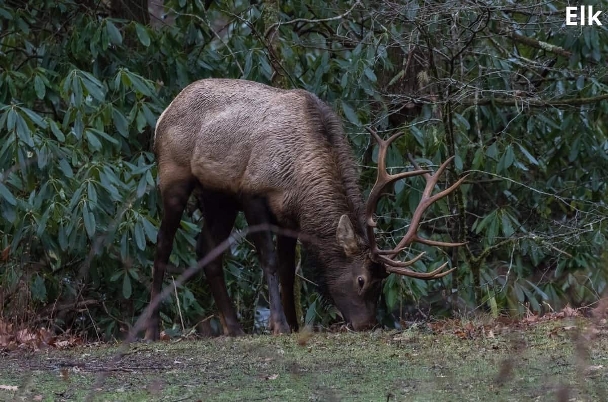 Do Elk Eat Apples? (Explained) - Animal Quarters
