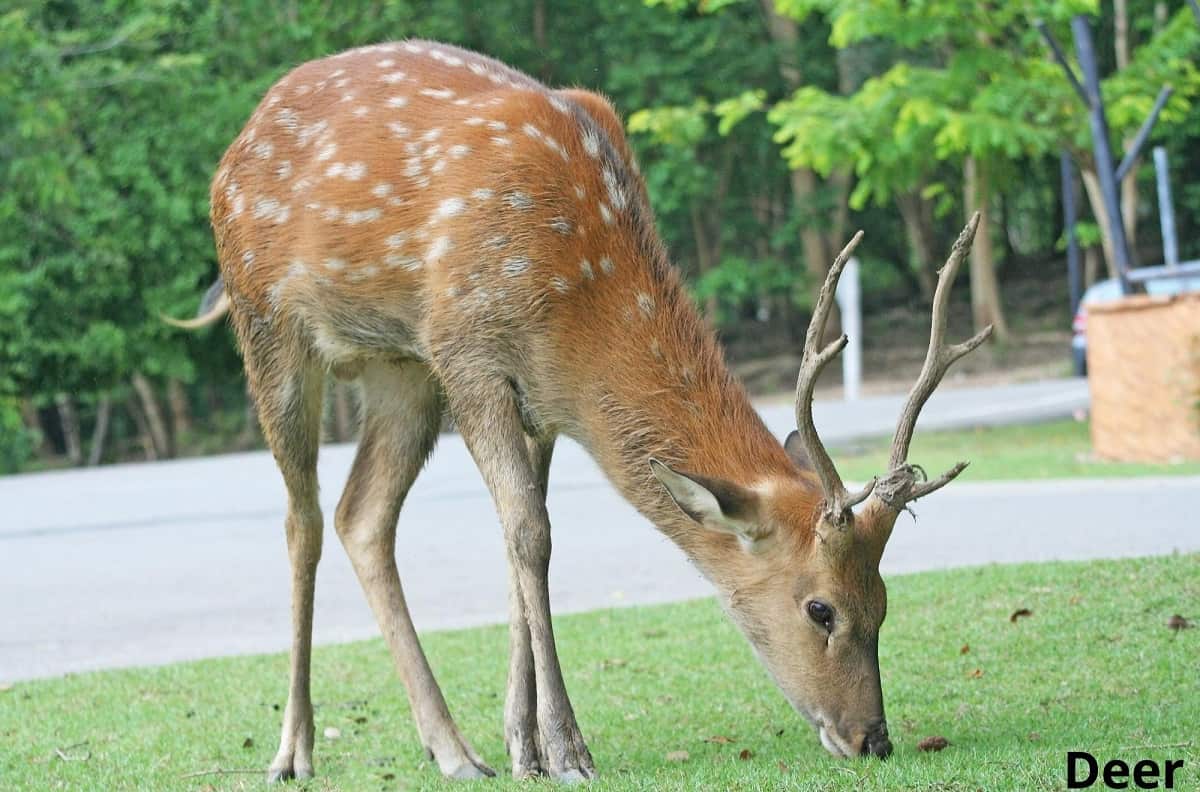 Do Deer Eat Grubs? (Explained) - Animal Quarters