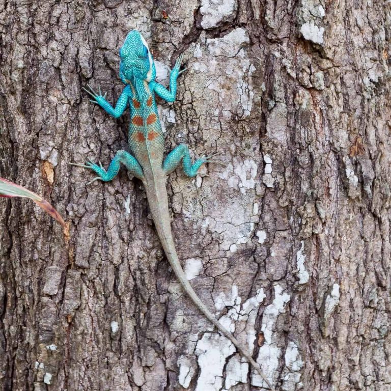 Animals That Can't Die From Falling! 10 Fascinating Examples! - Animal ...