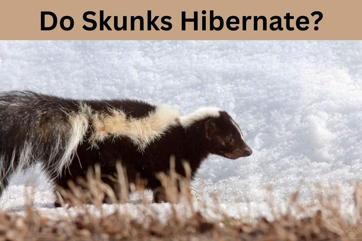 Do Skunks Hibernate? How Skunks Survive the Winter? - Animal Quarters
