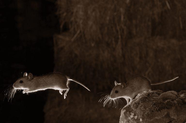 Animals That Can't Die From Falling! 10 Fascinating Examples! - Animal ...