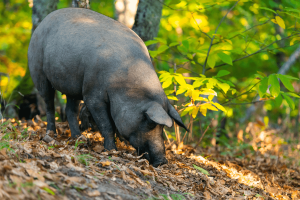 What Animals Eat Pine Cones? (13 Examples + Pictures) - Animal Quarters