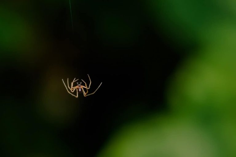Can Spiders Die from Falling? Spiders Surviving Terminal Velocity ...