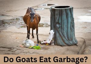 Do Goats Eat Garbage? (Explained) - Animal Quarters
