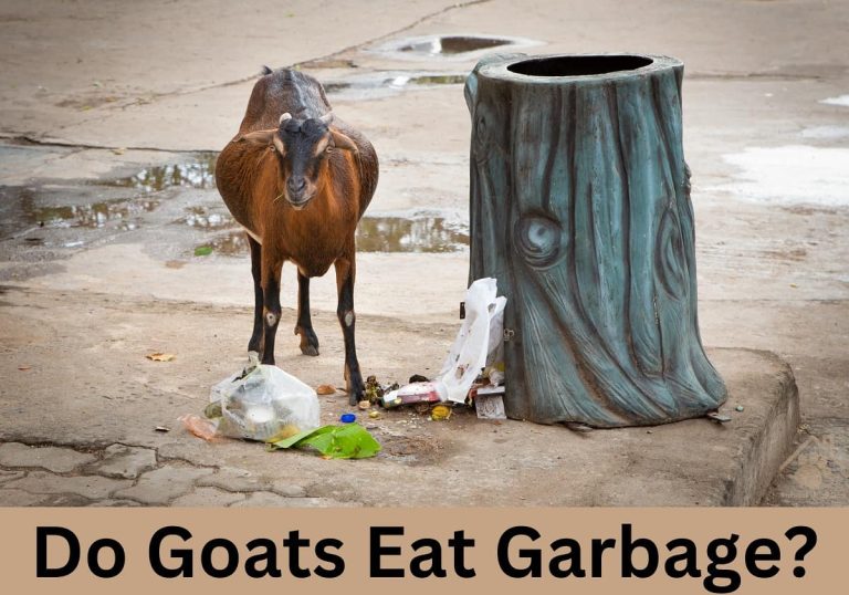 Do Goats Eat Garbage? (Explained) - Animal Quarters