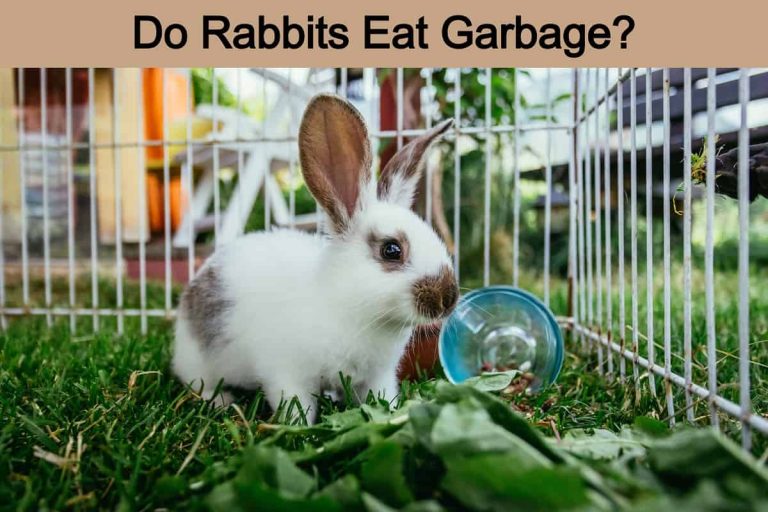 Do Rabbits Eat Garbage? What You Need to Know - Animal Quarters