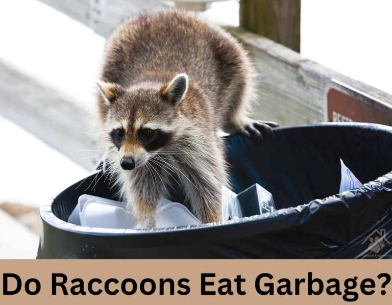 Do Raccoons Eat Garbage? (Quick Answer) - Animal Quarters