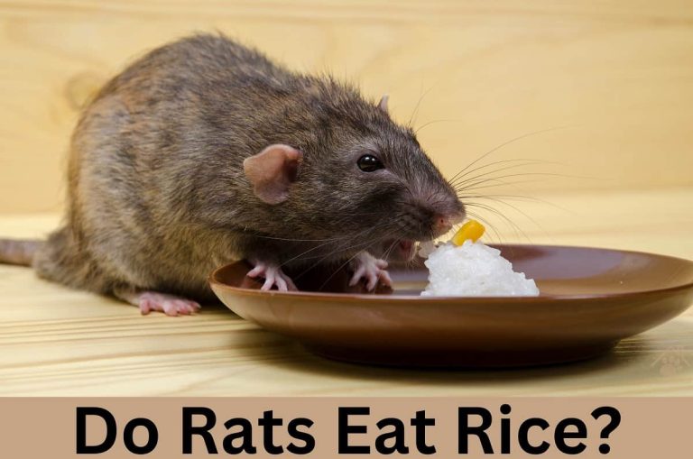 Can Rats Eat Rice Cooked Or Uncooked Is It Safe Animal Quarters